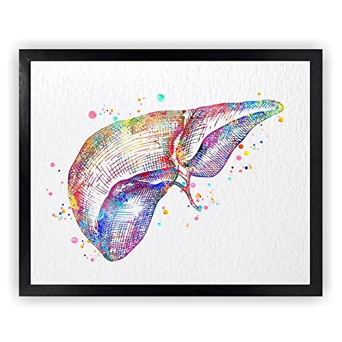 Dignovel Studios 24X30 Unframed Liver Anatomy Human Organs ...