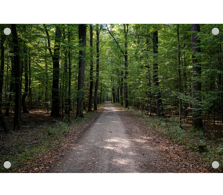 Diha 12x8ft Forest Trail Backdrop, Path Deciduous Vegetation Trees ...