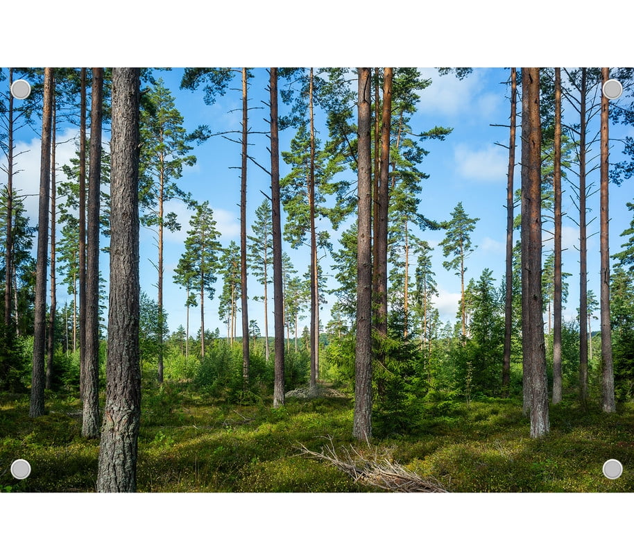 Diha 5x4ft Forest Backdrop, Trees sky grass light and shadow, Backdrop ...