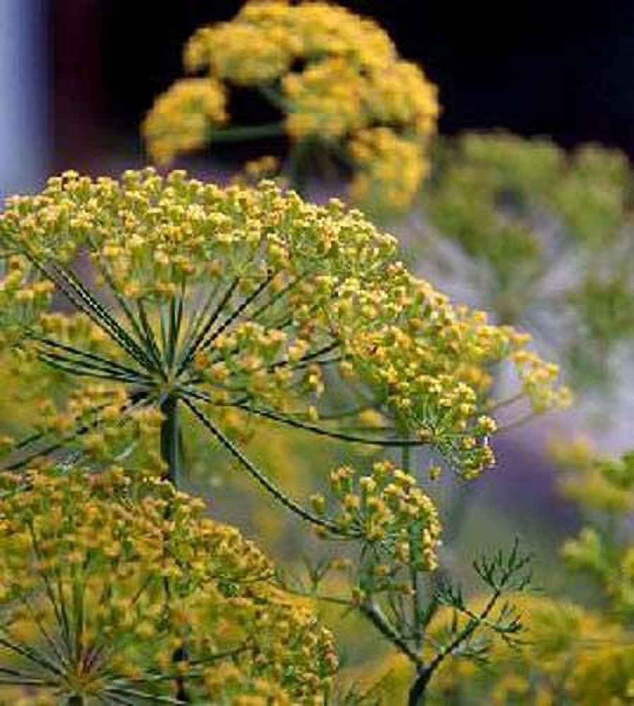 Dill Mammoth Long Island BULK 40,000 Seeds Great Garden Herb - Walmart.com