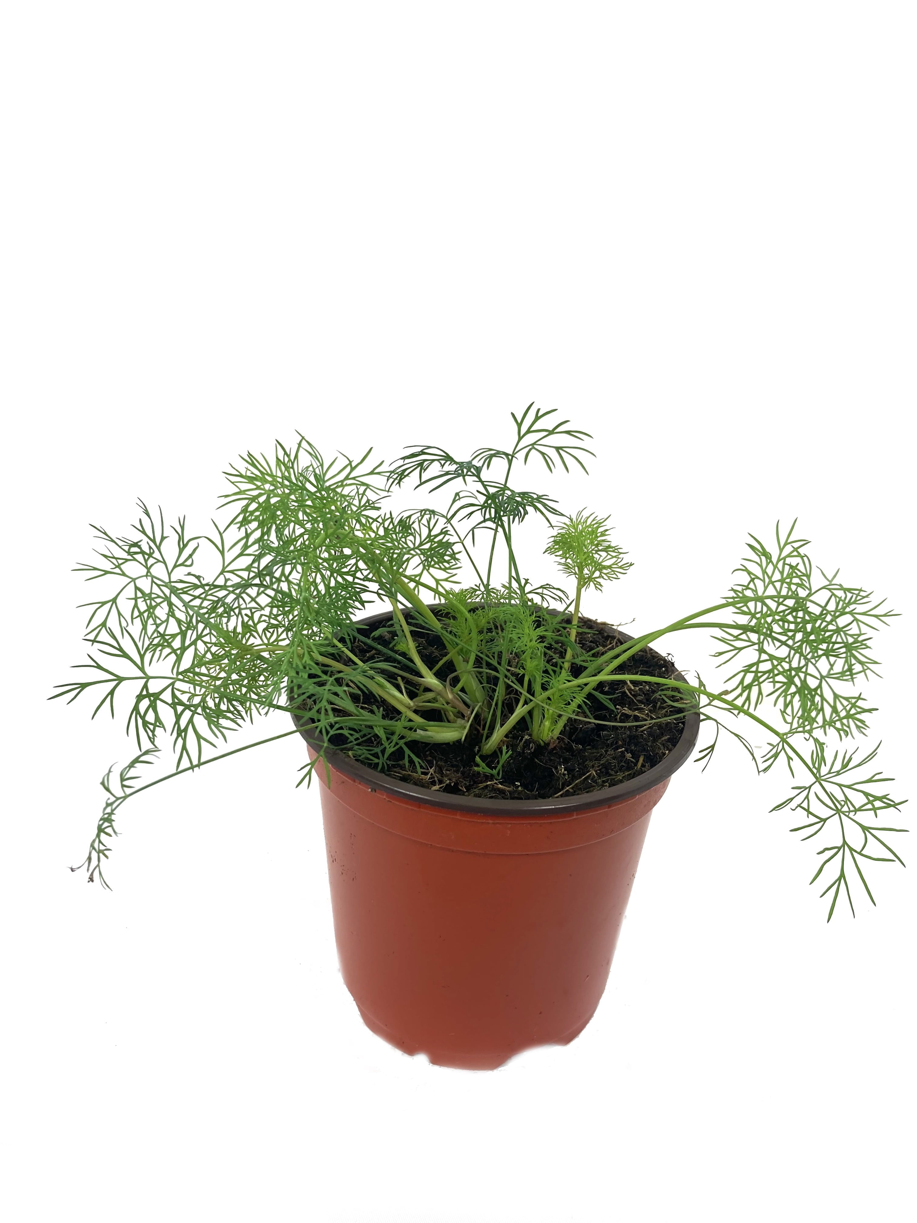 Dill Plant - Live Plant in a 4 inch Pot - Indoor Outdoor Edible Herbs ...