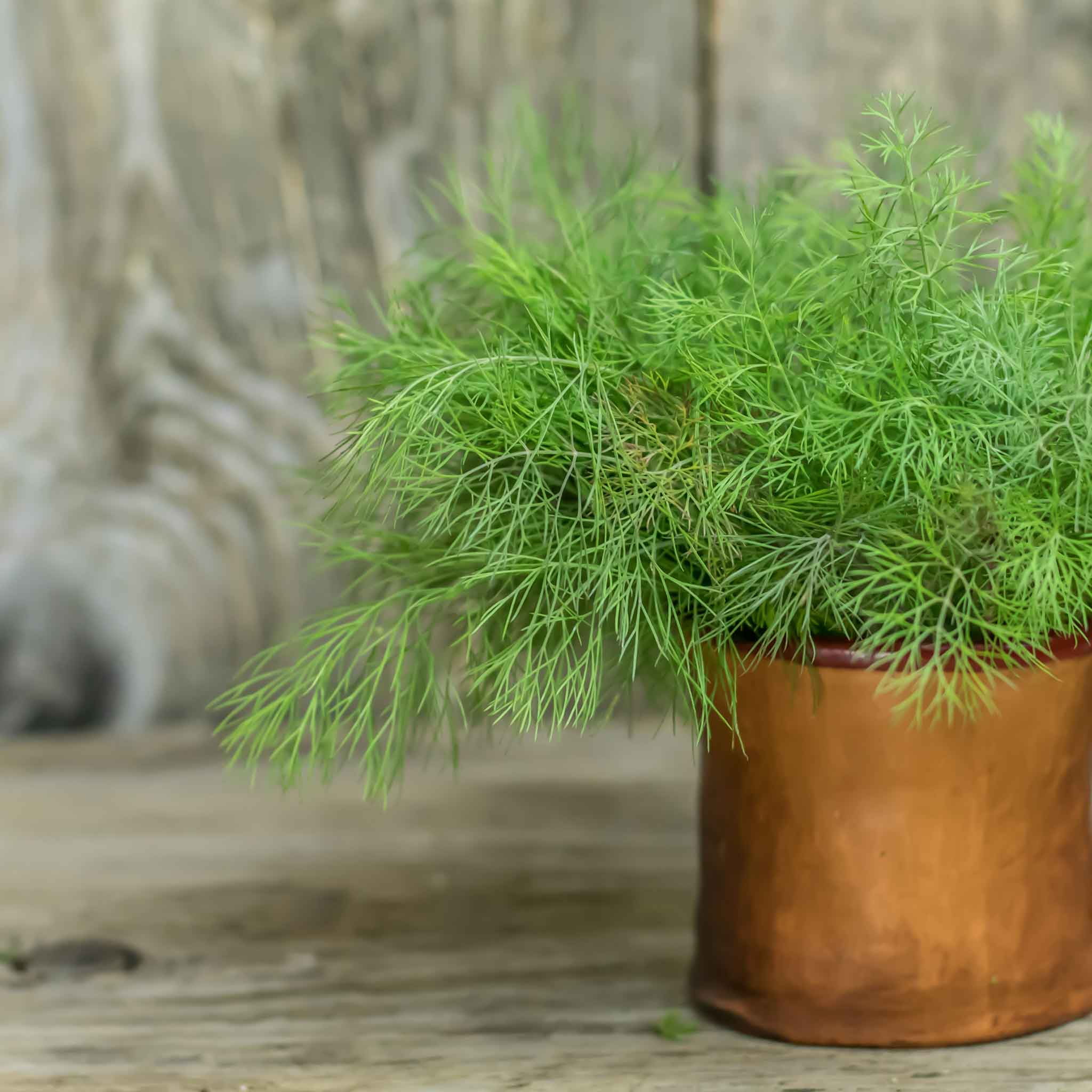 Dill Seeds - Compatto - 1 Ounce - Herb Seeds, Open Pollinated Seed ...