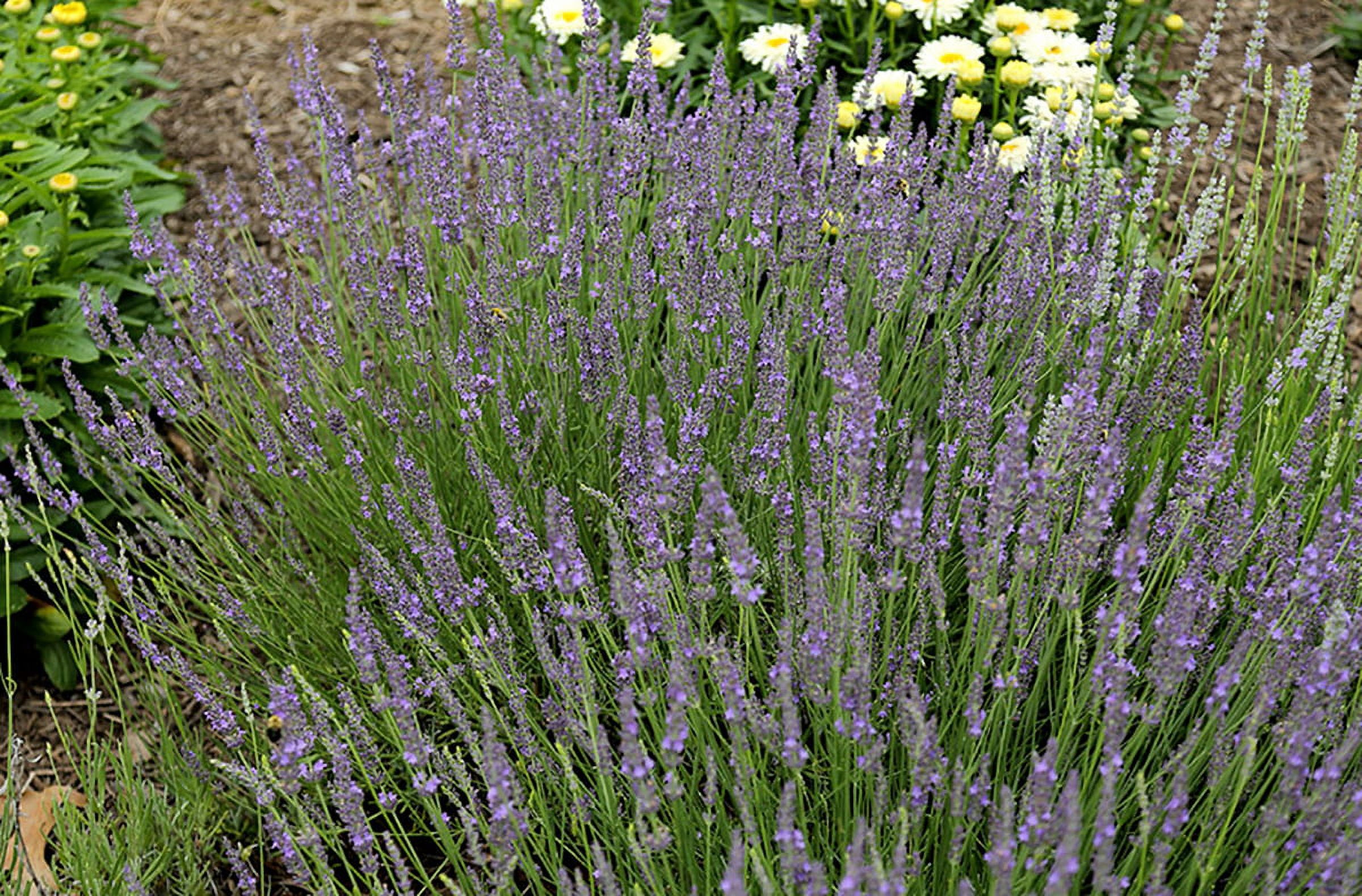 Dilly Dilly Lavender Herb - Perennial - Indoors or Out - Gallon Pot ...