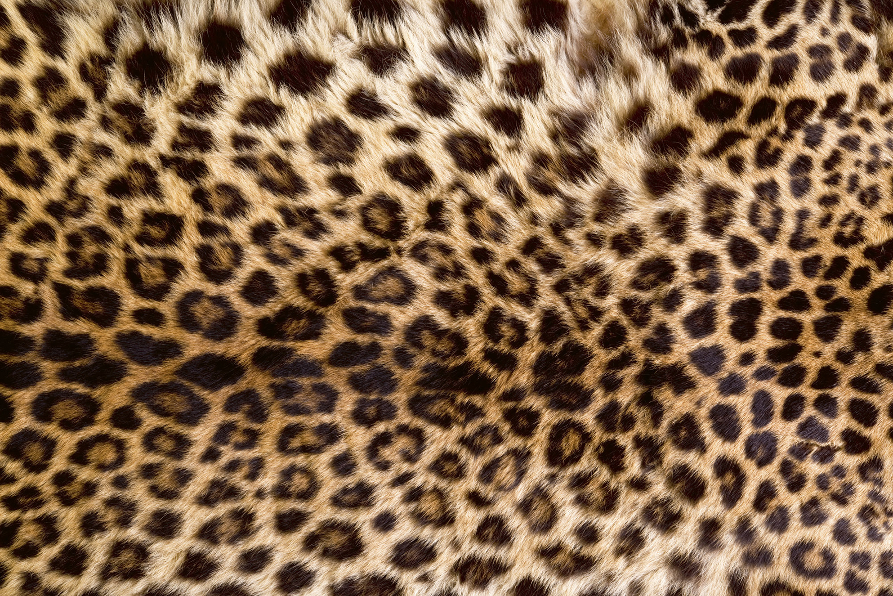 Dimex Leopard Skin Wall Mural - Walmart.com