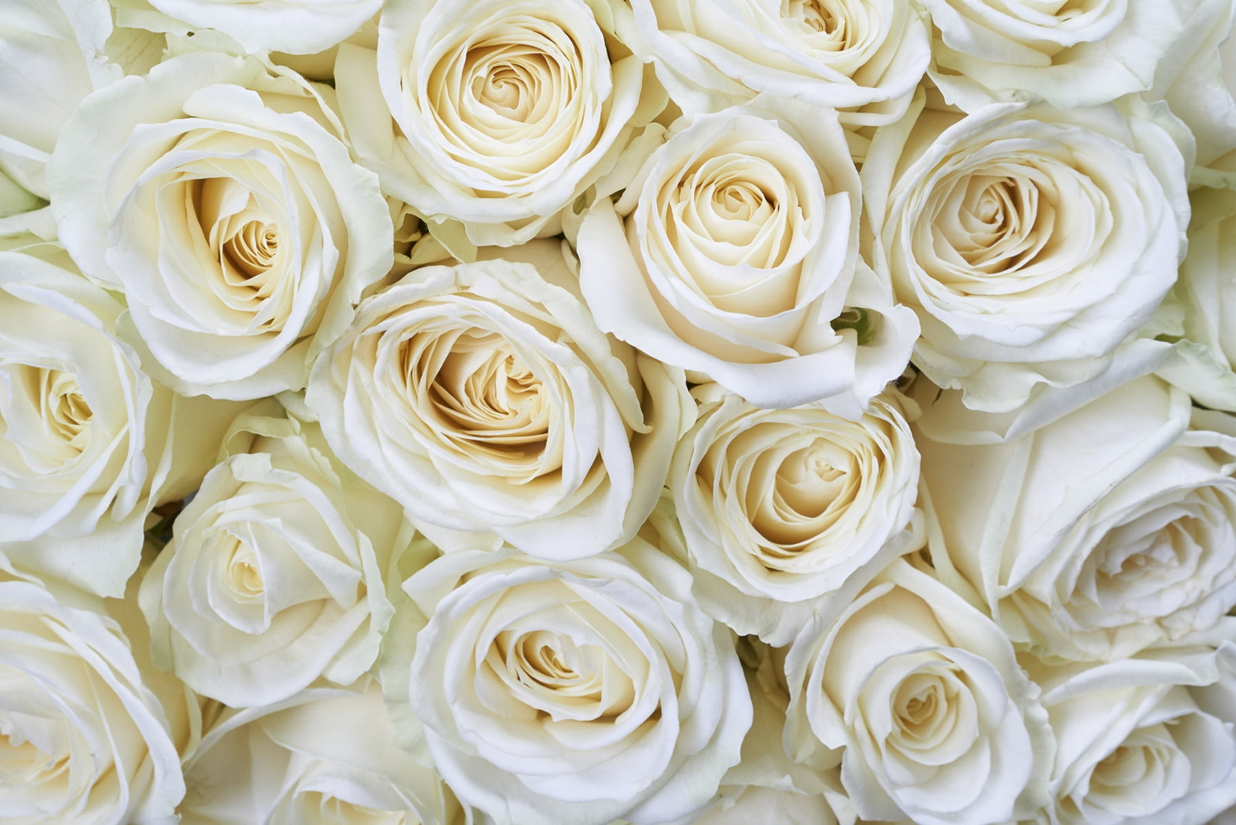 Dimex White Roses Wall Mural - Walmart.com