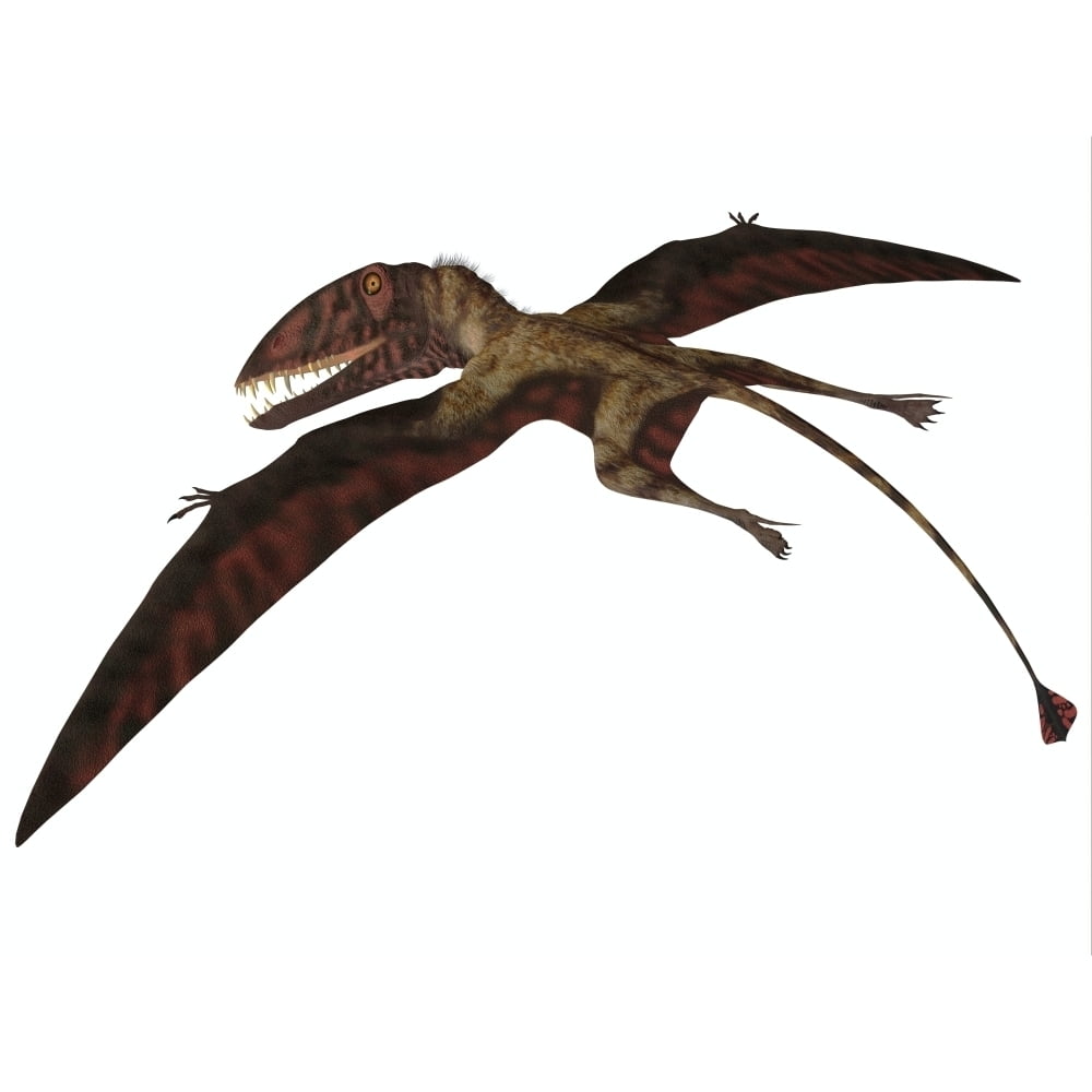 Dimorphodon flying pterosaur Poster Print - Walmart.com