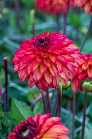 Ding A Dong Ball Flowering Dahlia - 1 Top Size Root Clump - Walmart.com