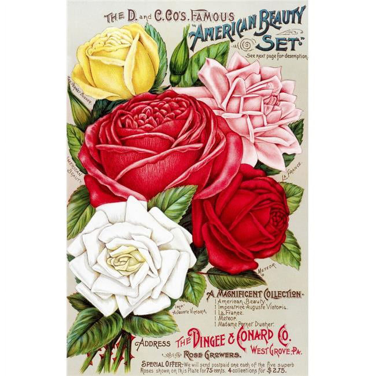 Dingee and Conard Co. rose bulb and seed catalog from 19th century ...