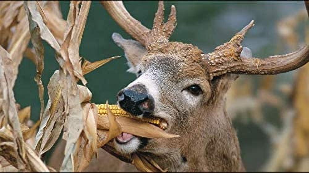 Dinner Getter Deer Food Plot Corn Seeds - 250 Seeds to Grow Deer Food ...