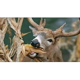 Dinner Getter Deer Food Plot Corn Seeds - 250 Seeds to Grow Deer Food ...