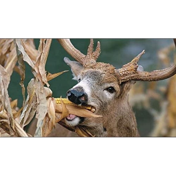 Dinner Getter Deer Food Plot Corn Seeds - 250 Seeds to Grow Deer Food ...