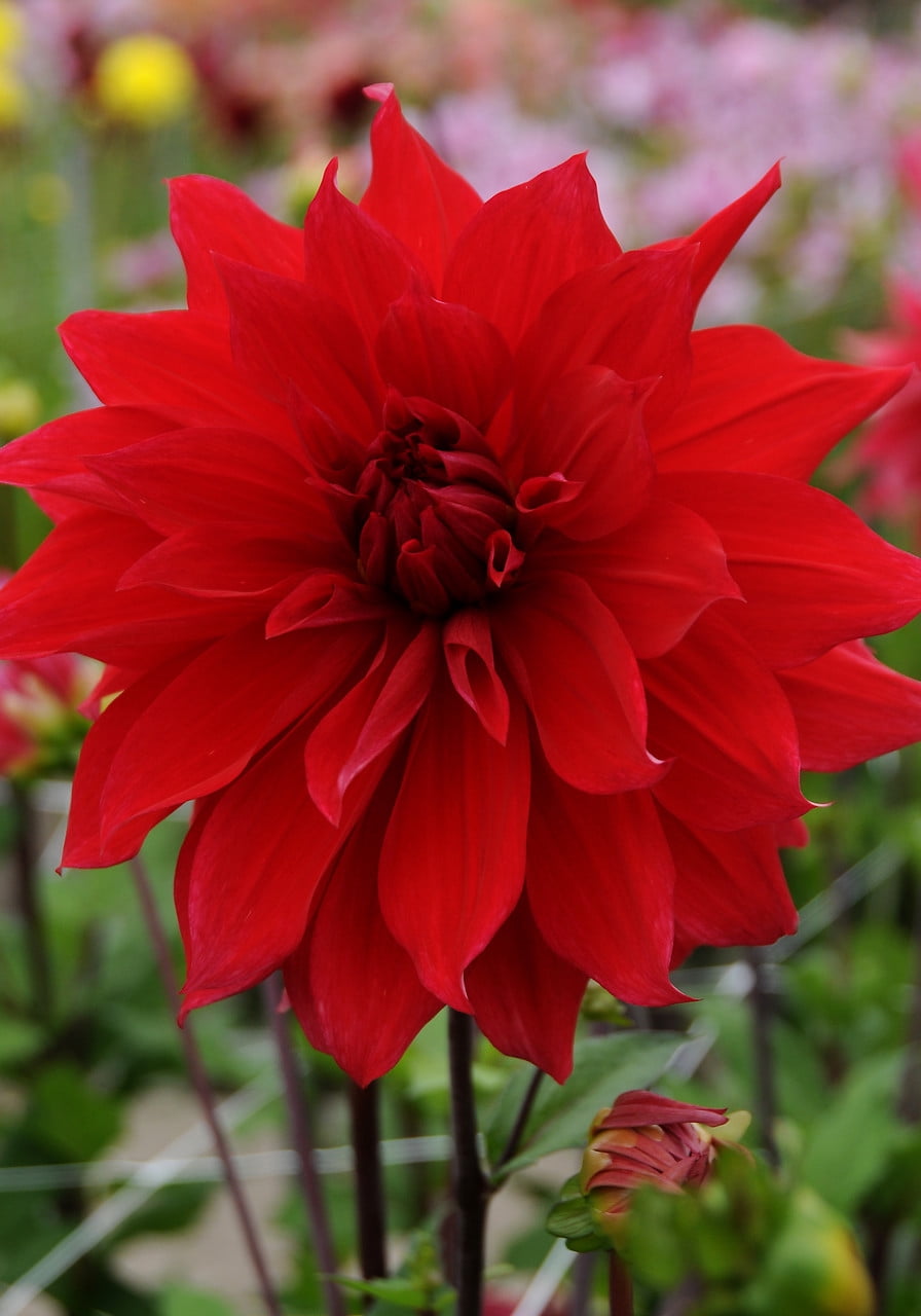 Dinner Plate Dahlia, Babylon Red - Walmart.com