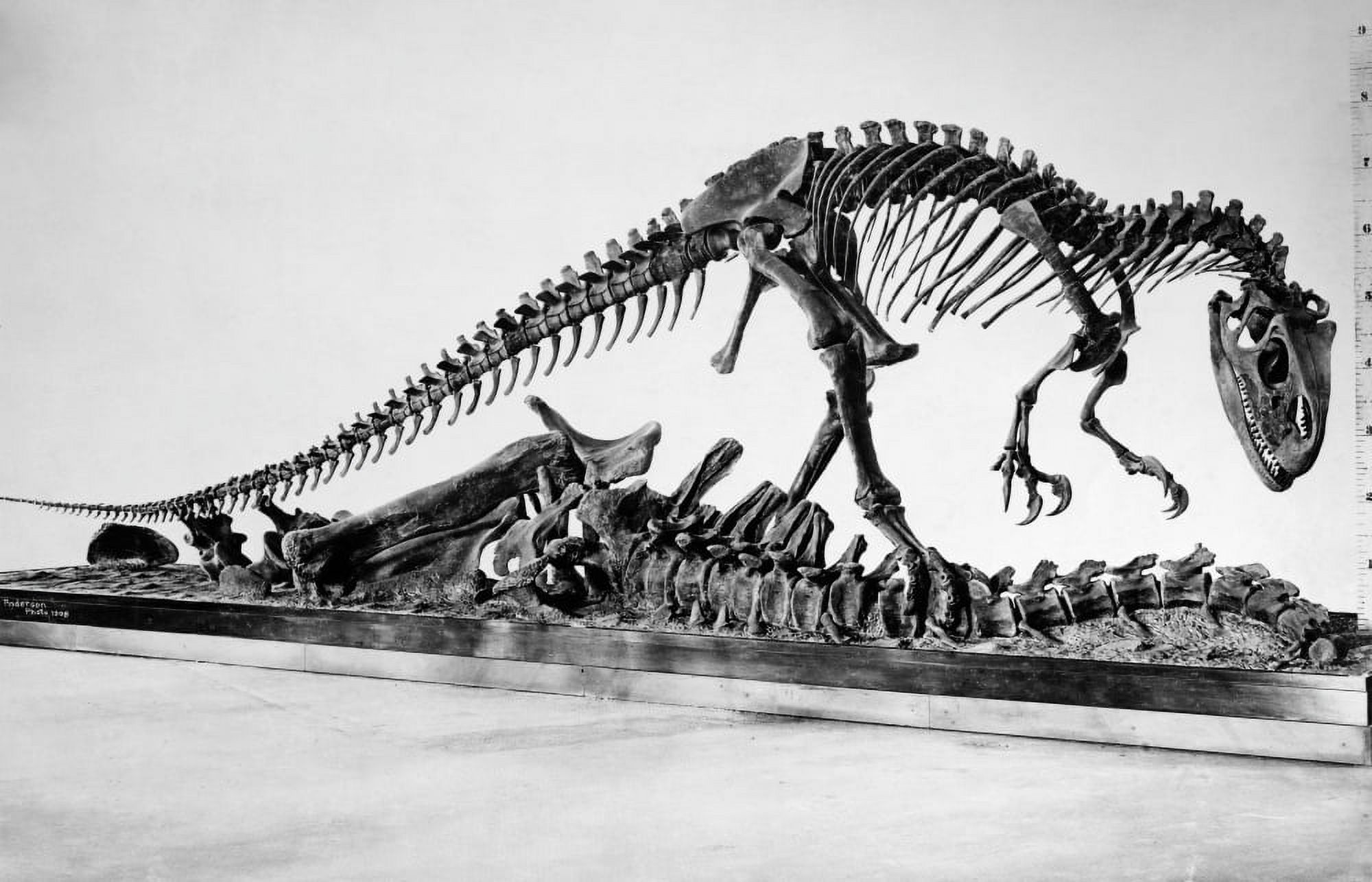 Dinosaur Allosaurus. Nfossilized Skeleton Of An Allosaurus From The ...