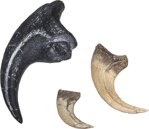 Dinosaur Claw Set: Allosaurus, Velociraptor, Deinonychus (Replica ...