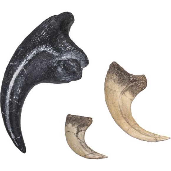 Museum Quality Dinosaur Figures