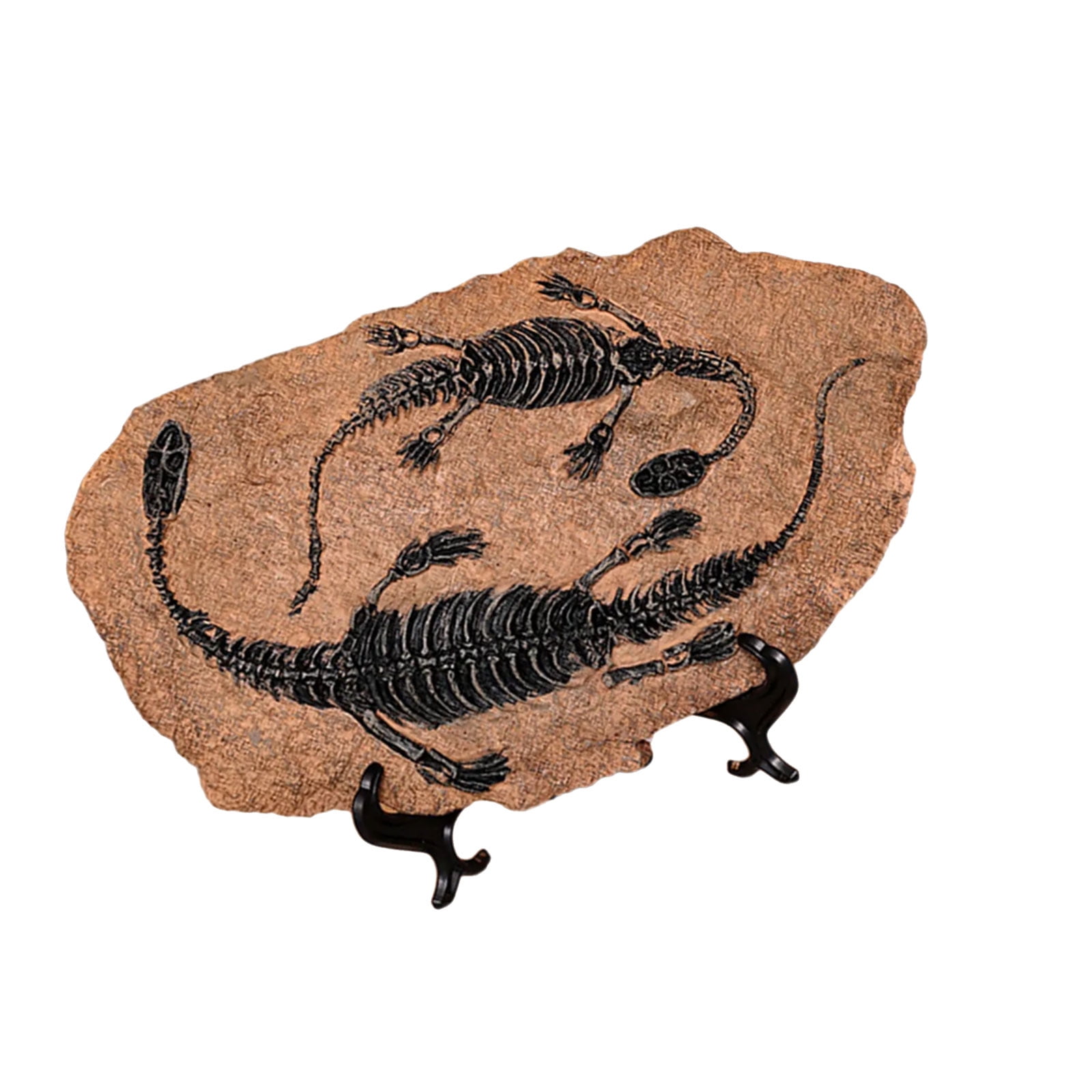 Dinosaur Fossils Resins Dinosaur Skeleton Model Skull Statue Bone ...