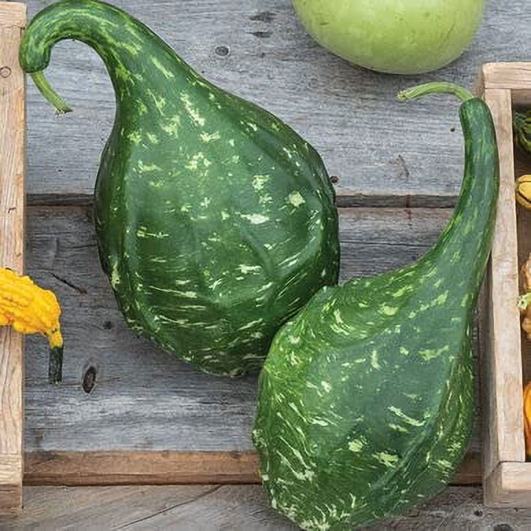 Dinosaur Gourd Seeds for Planting - 20 Seeds - Big Club Shaped Gourds ...