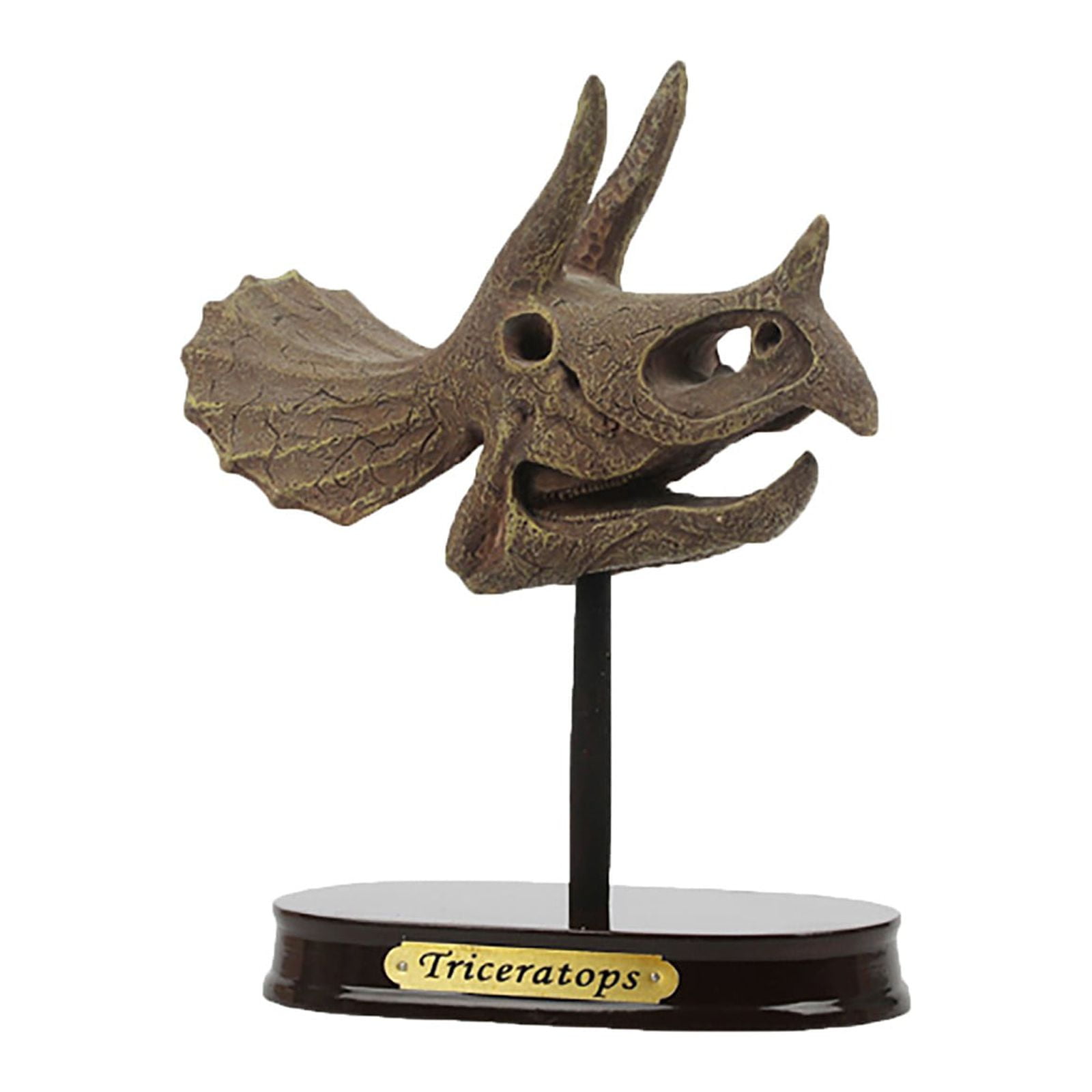 Dinosaur Skull Excavation & Display Kit, A STEM Archaeology Science Set ...