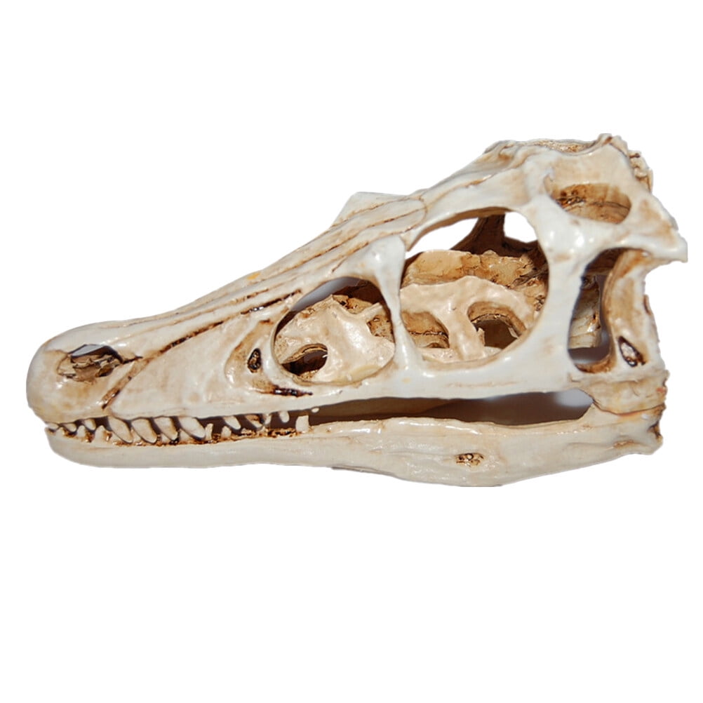 Dinosaur Skull Model Resin Collectible Skull Model Skull Specimen ...