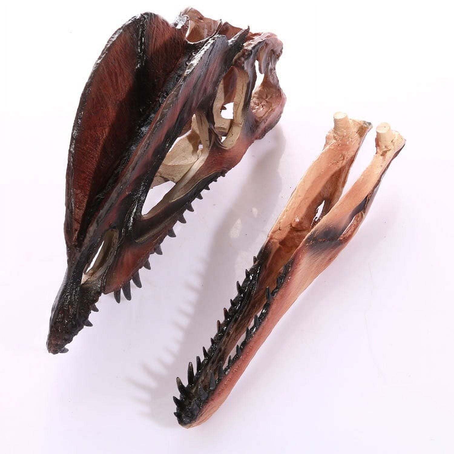 Dinosaur Skull Replica, Double-Crowned Dinosaur Animal Skull Model ...