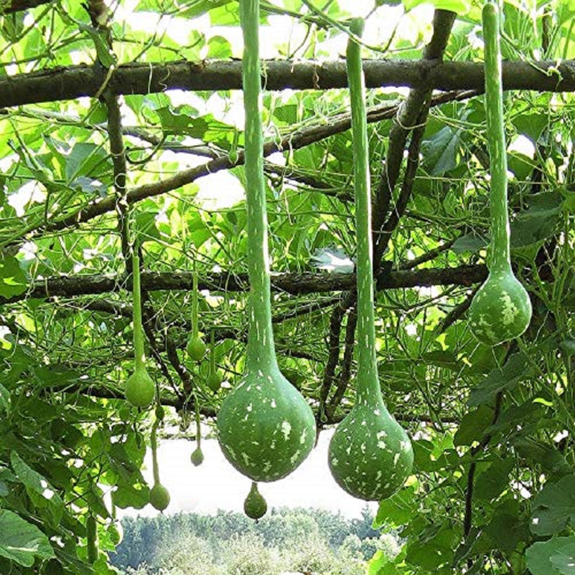 Dipper Gourd Seeds - 200 Count Seed Pack - Non-GMO - a Species of Hard ...