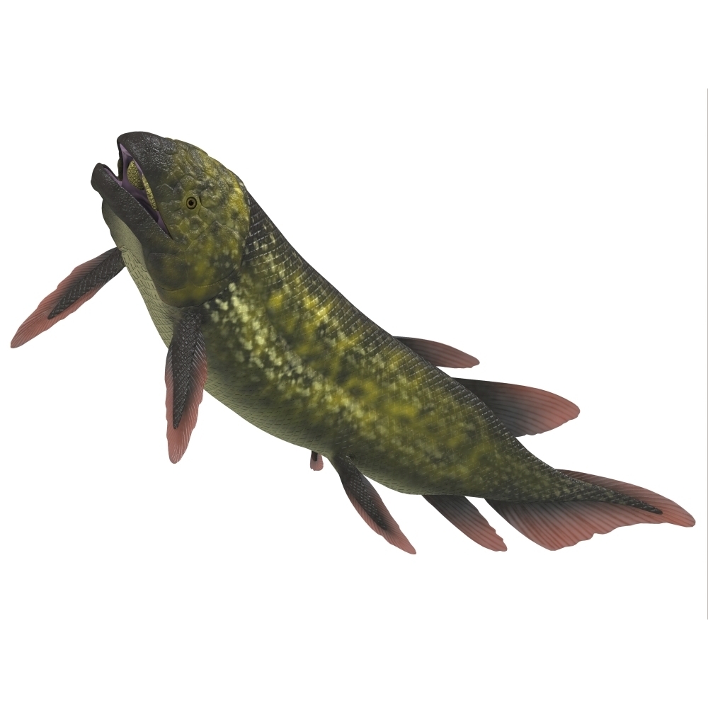 Dipterus is an extinct freshwater lungfish Poster Print - Walmart.com