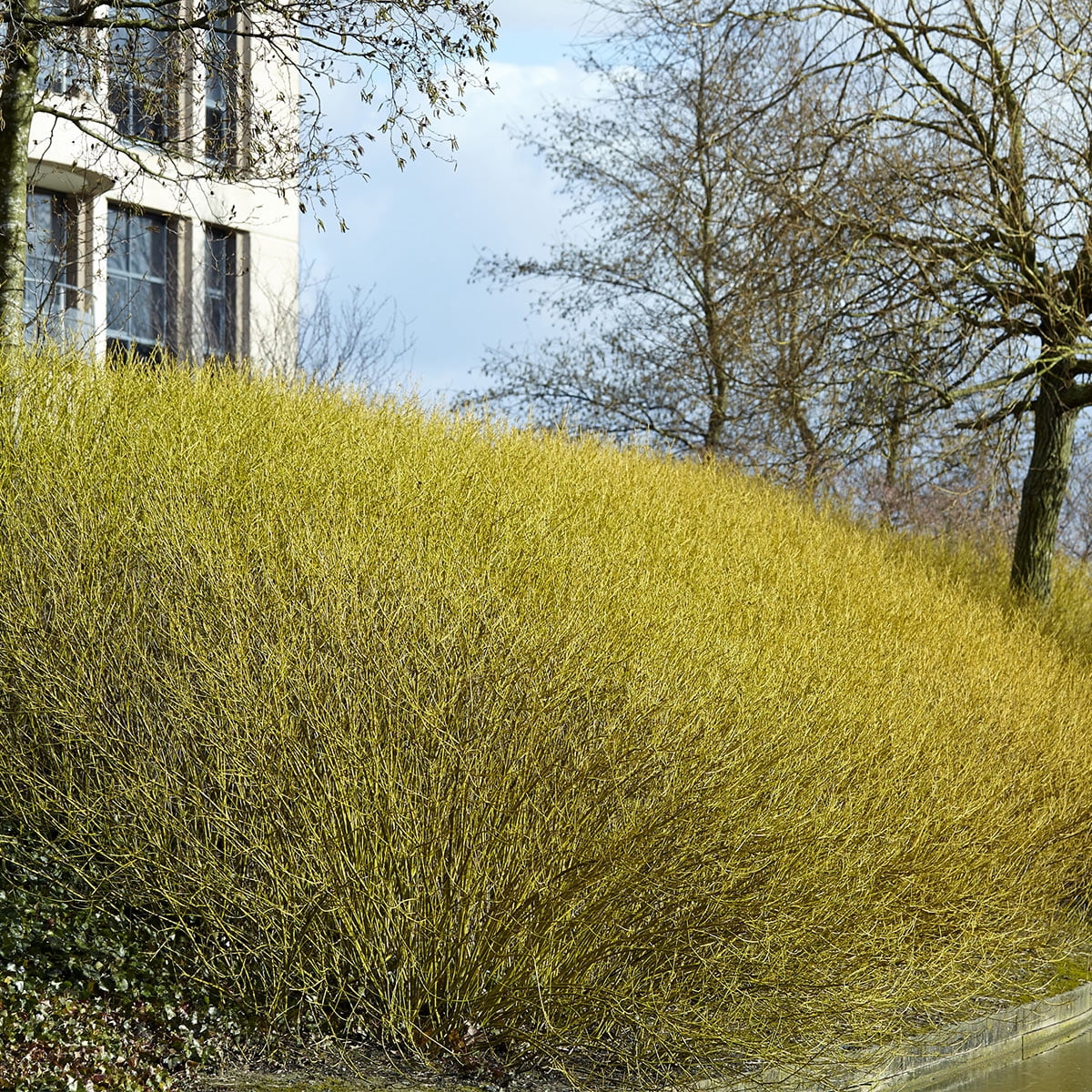 Direct Gardening 18 to 24 In. tall, Budd's Yellow Twig Dormant Bare ...