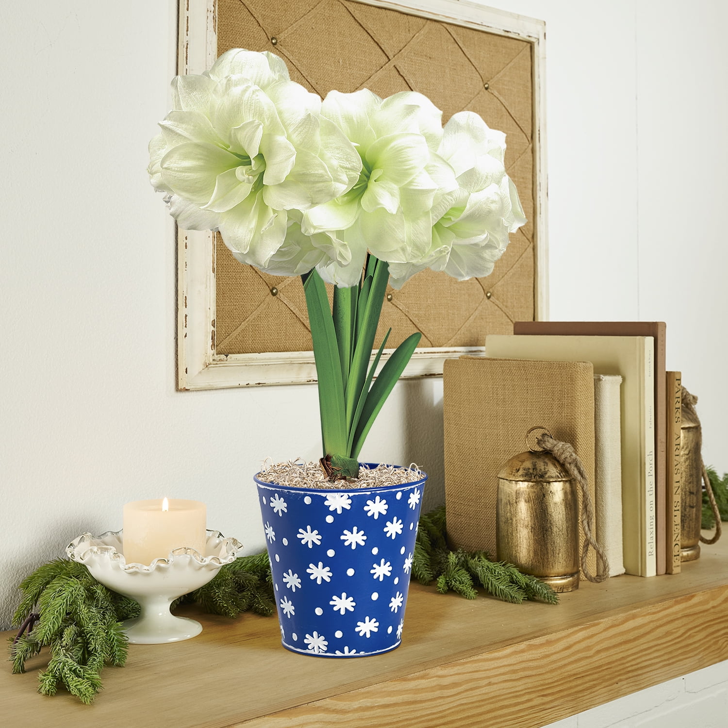 Direct Gardening - Alfresco White Flowering Amaryllis Bulb Gift Kit ...