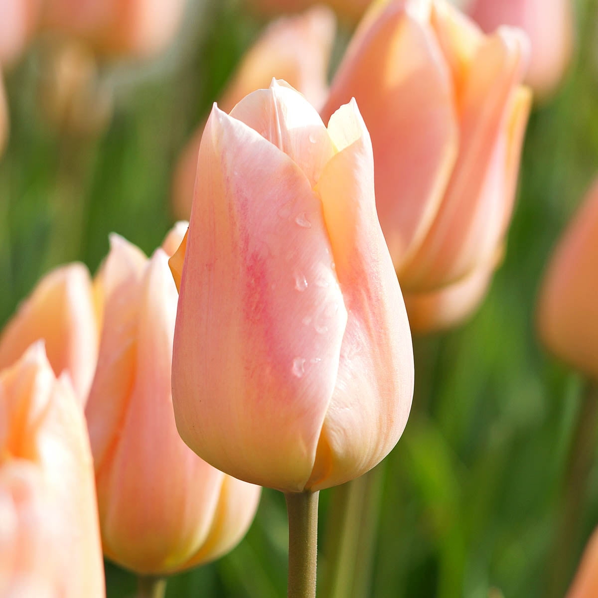 Direct Gardening Apricot Pride Darwin Hybrid Tulip Dormant Spring ...