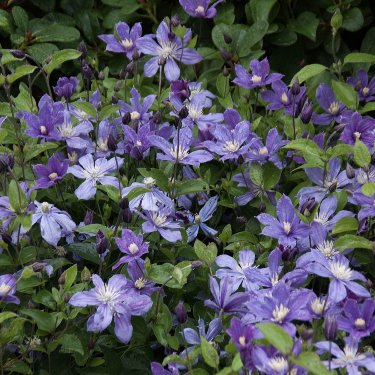 Direct Gardening Arabella Blue Flowering Clematis Dormant Bare Root ...