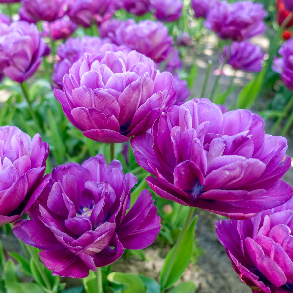Direct Gardening Blue Spectacle Double Peony Tulip Dormant Spring ...