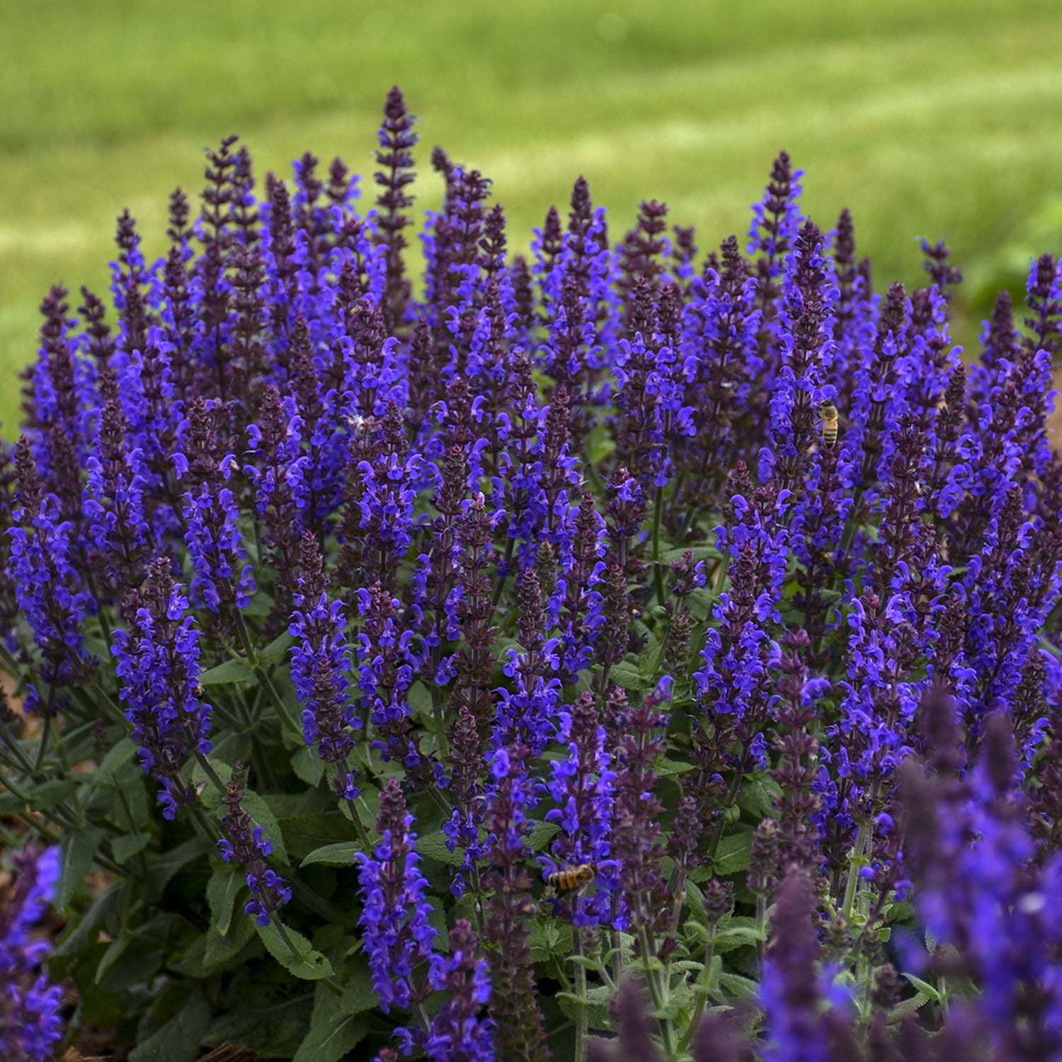 Direct Gardening Bumble Blue Flowering Salvia Dormant Bare Root ...