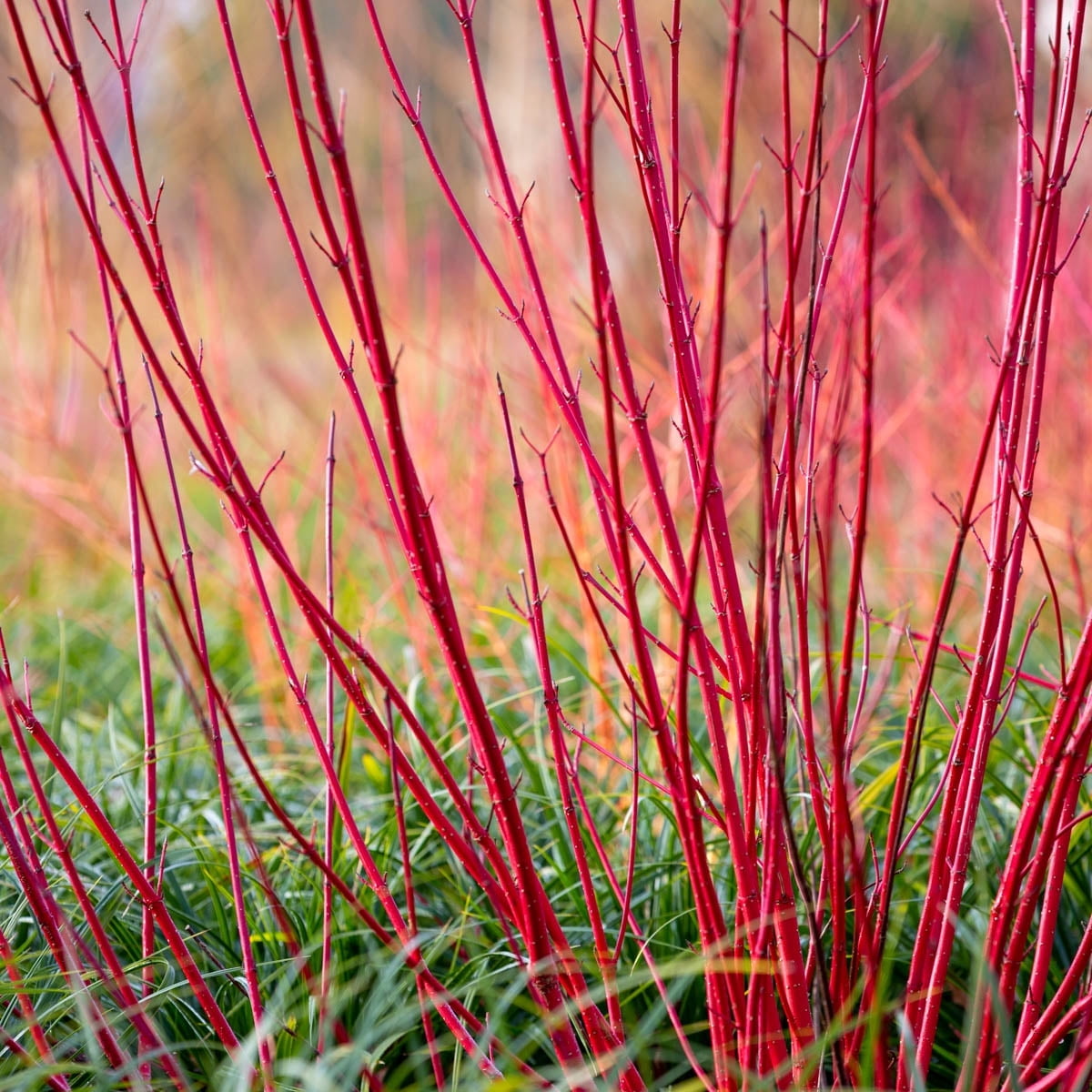 Direct Gardening Cardinal Red Twig Dogwood Starter Hedge Kit Dormant ...