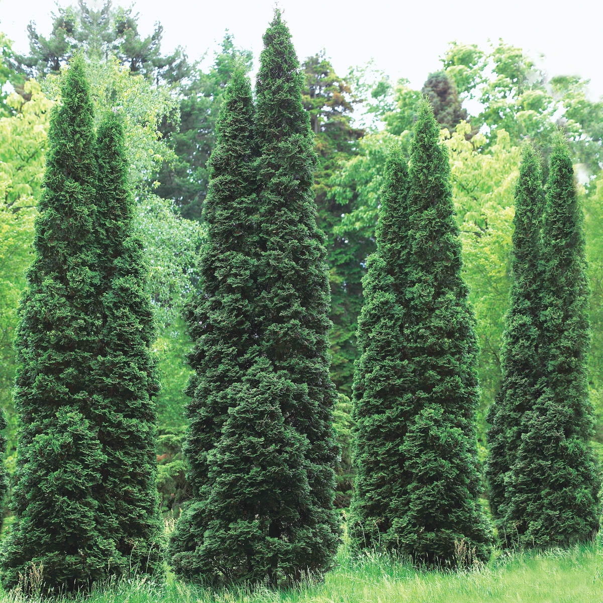 Direct Gardening Degroot Spire Upright Arborvitae Evergreen Shrub ...