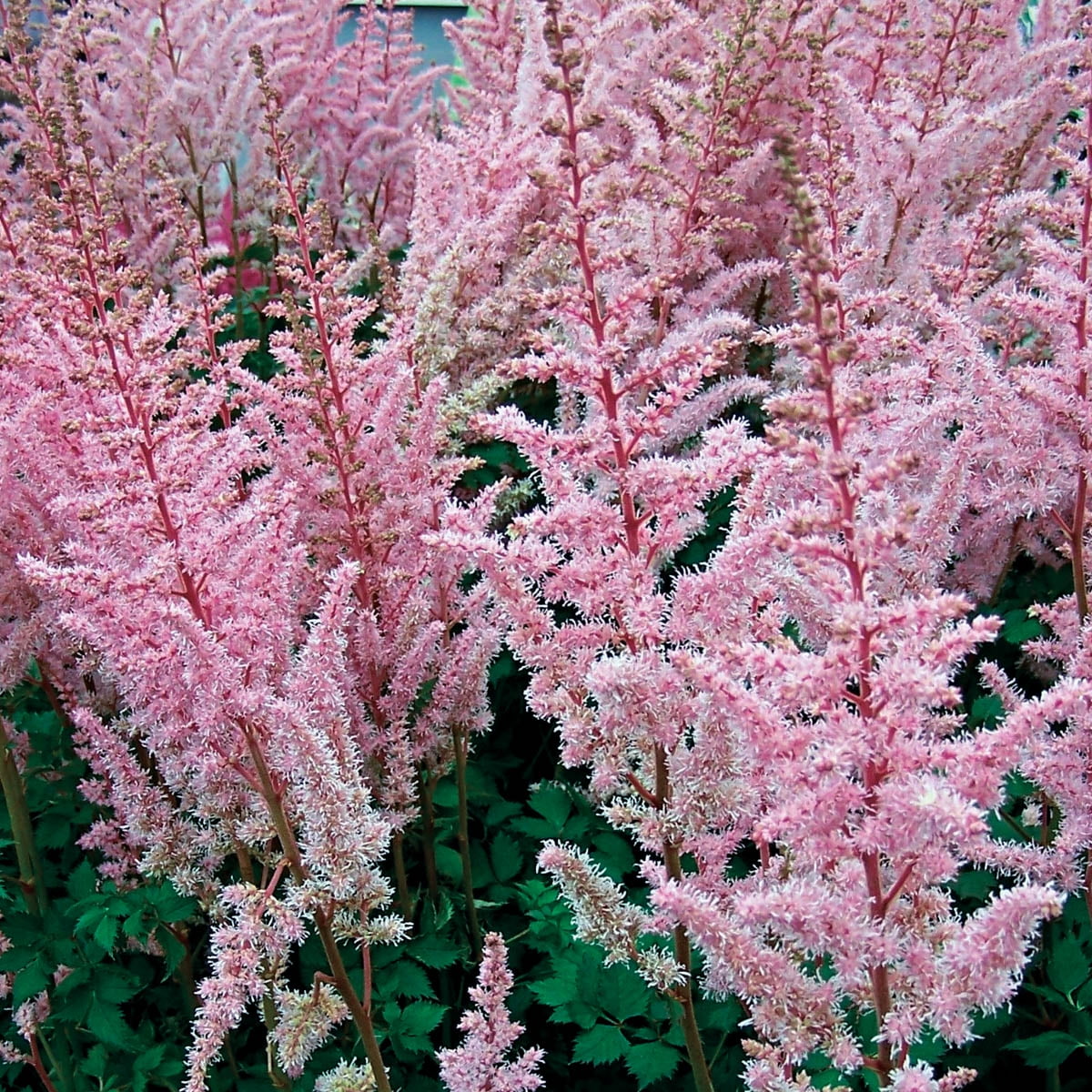 Direct Gardening Europa Astilbe Red Flowering Dormant Bare Root ...