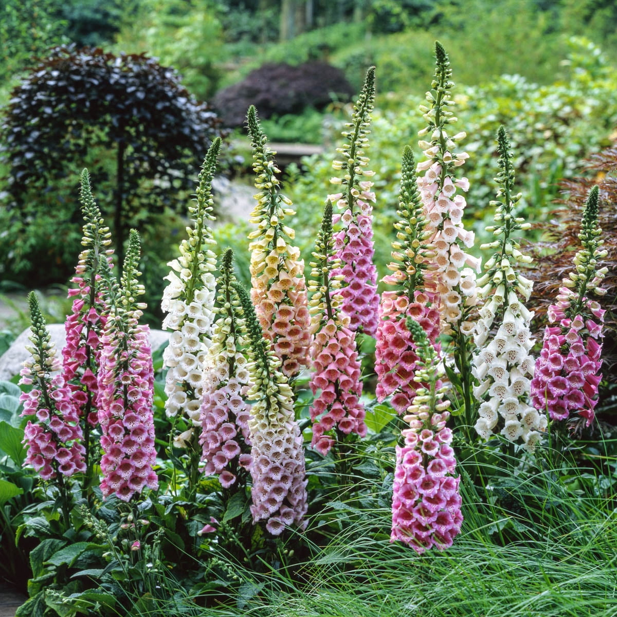 Direct Gardening Excelsior Foxglove Dormant Bare Root Multi-color ...