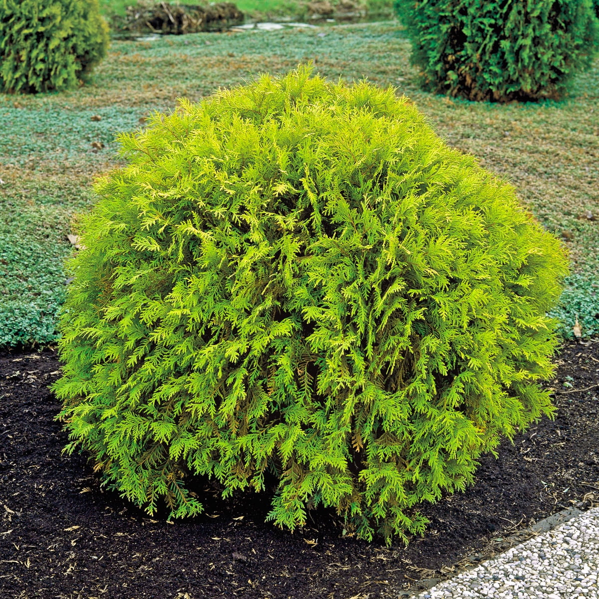 Direct Gardening Golden Globe Arborvitae Evergreen Potted Shrub ...
