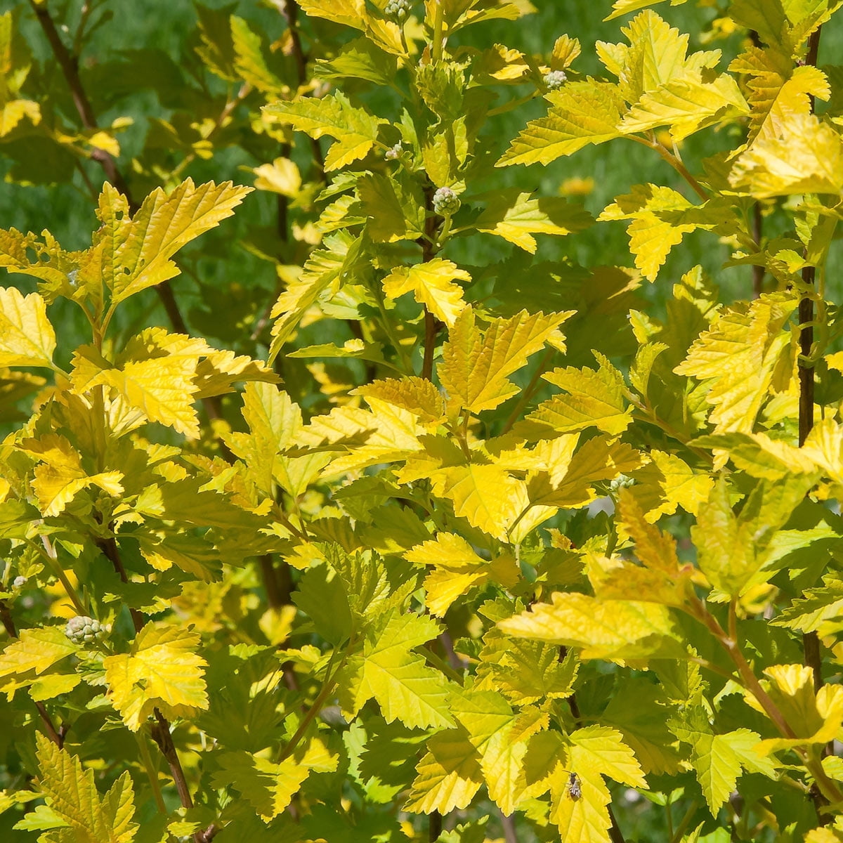 Direct Gardening Golden Ninebark Flowering Shrub Potted Plant - Walmart.com