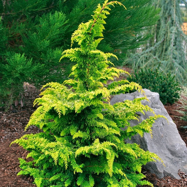 Direct Gardening Hinoki Ferspray Gold Cypress Evergreen Shrub 3 gallon ...