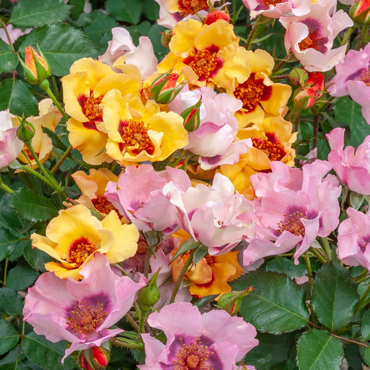 Direct Gardening In Your Eyes Shrub Rose Dormant Bare Root Multi-Color ...