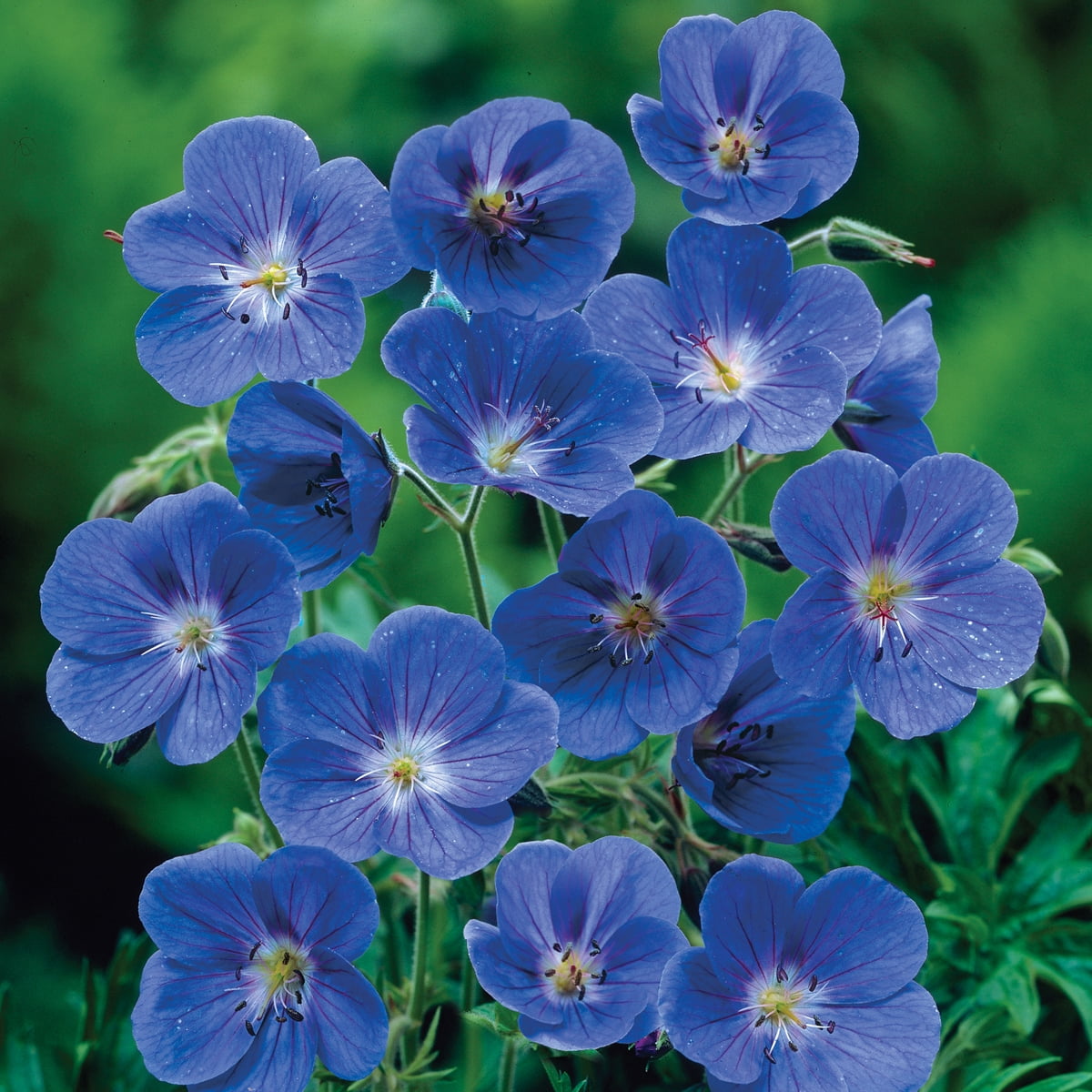 Direct Gardening Johnson's Hardy Geranium Perennial Dormant Bare Root ...