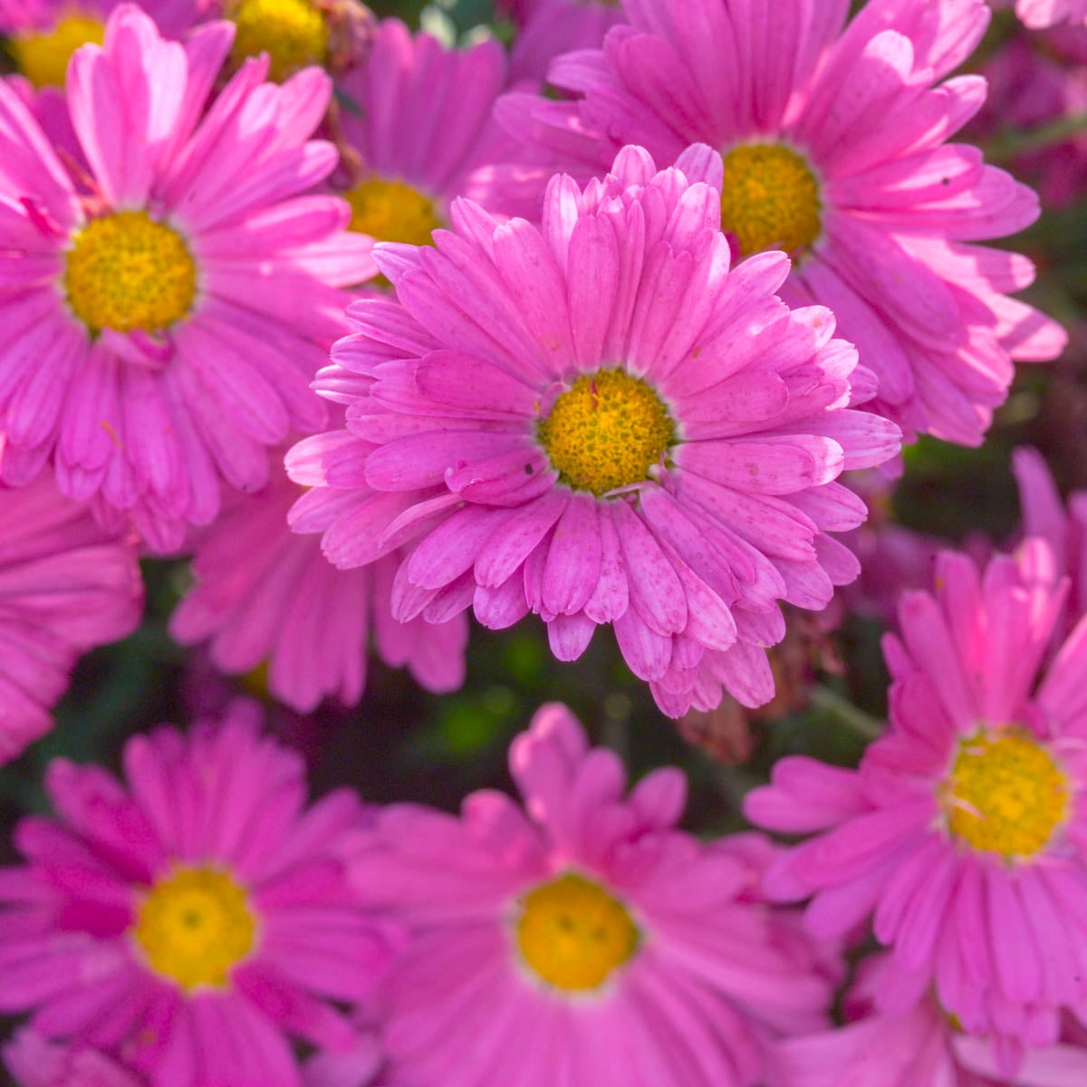 Direct Gardening Lavender Daisy Mammoth Mum Dormant Bare Root Perennial ...