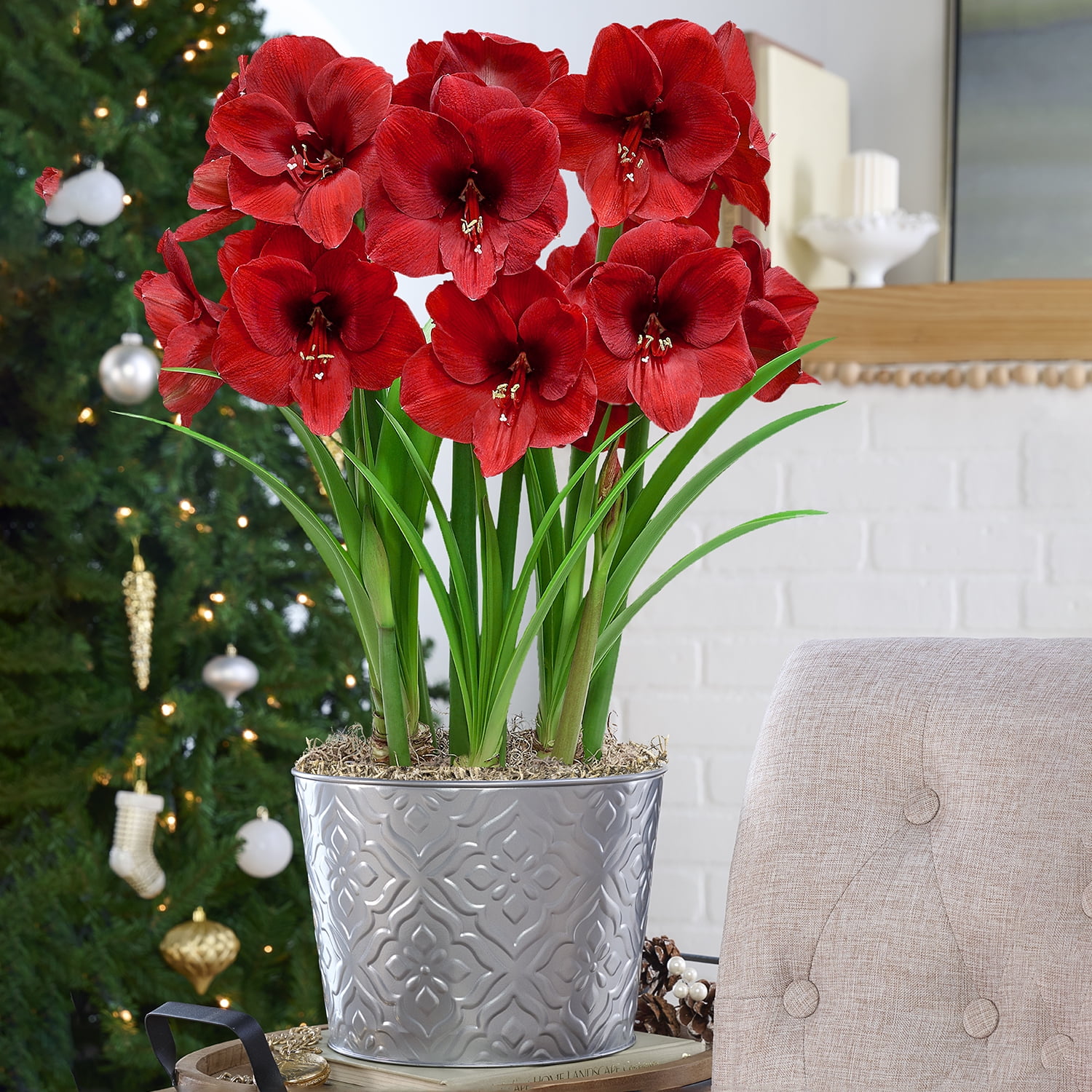 Direct Gardening - Miracle Red Flowering Amaryllis 3 Bulb Gift Kit ...