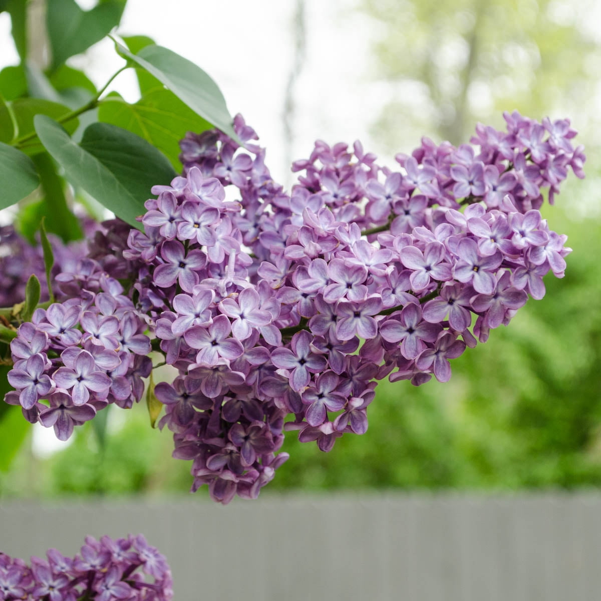 Direct Gardening Old-Fashioned Lilac Dormant Bare Root Purple Flowering ...