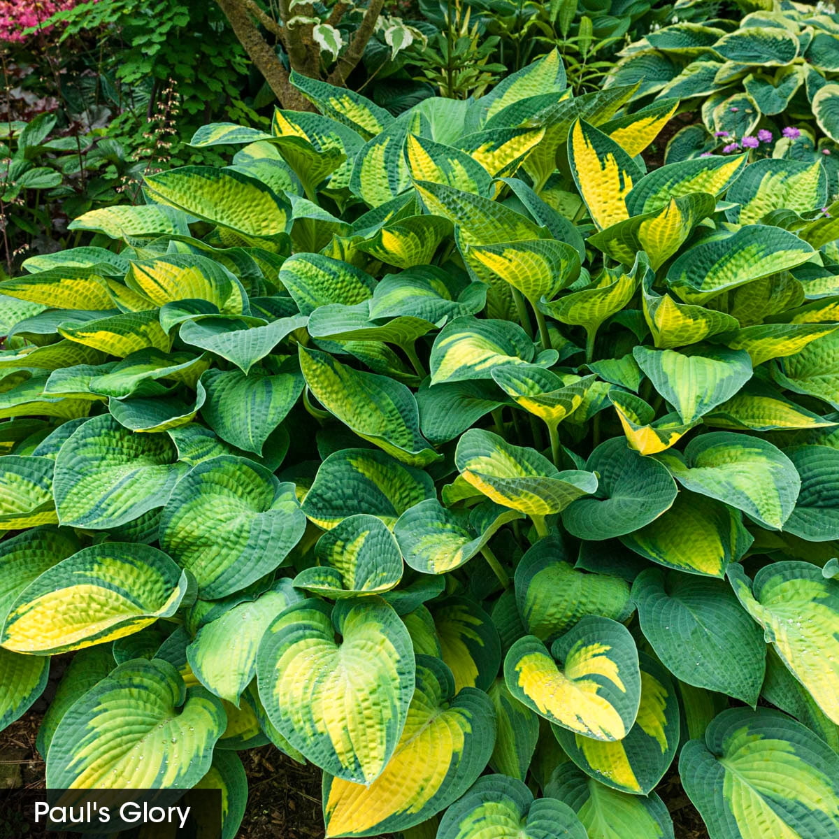 Direct Gardening Paul's Glory Hosta Kit Dormant Bare Root Shade Loving ...