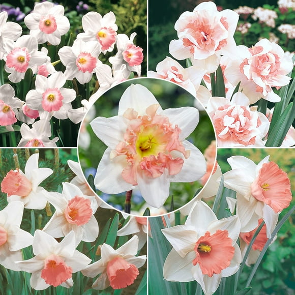 Spring Bulbs in Plant Bulbs - Walmart.com
