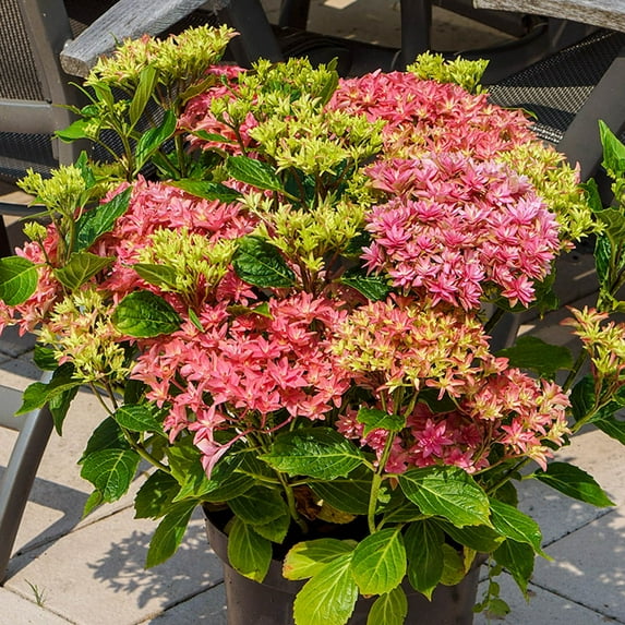 Direct Gardening Princess Diana Mophead Hydrangea Flowering Shrub ...