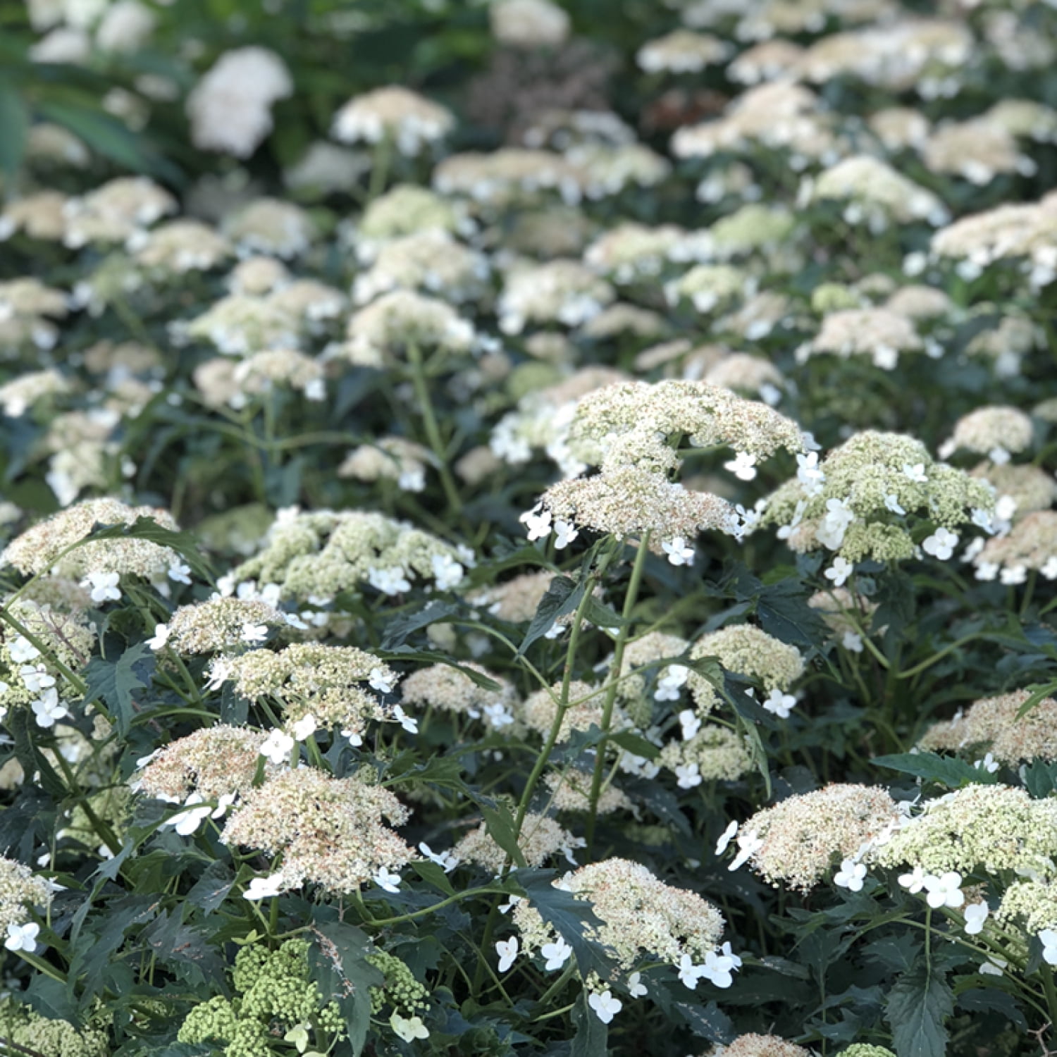 Direct Gardening Riven Lace Hydrangea Dormant Bare Root Flowering ...