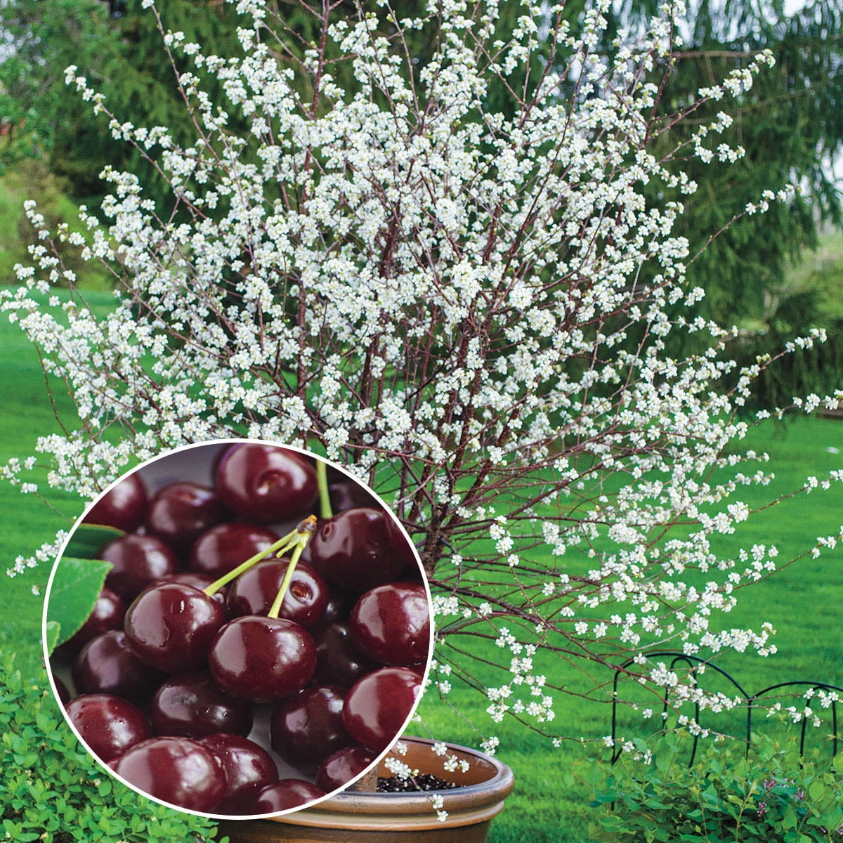 Direct Gardening Romeo Dwarf Bush Cherry Potted Starter Tree - Walmart.com