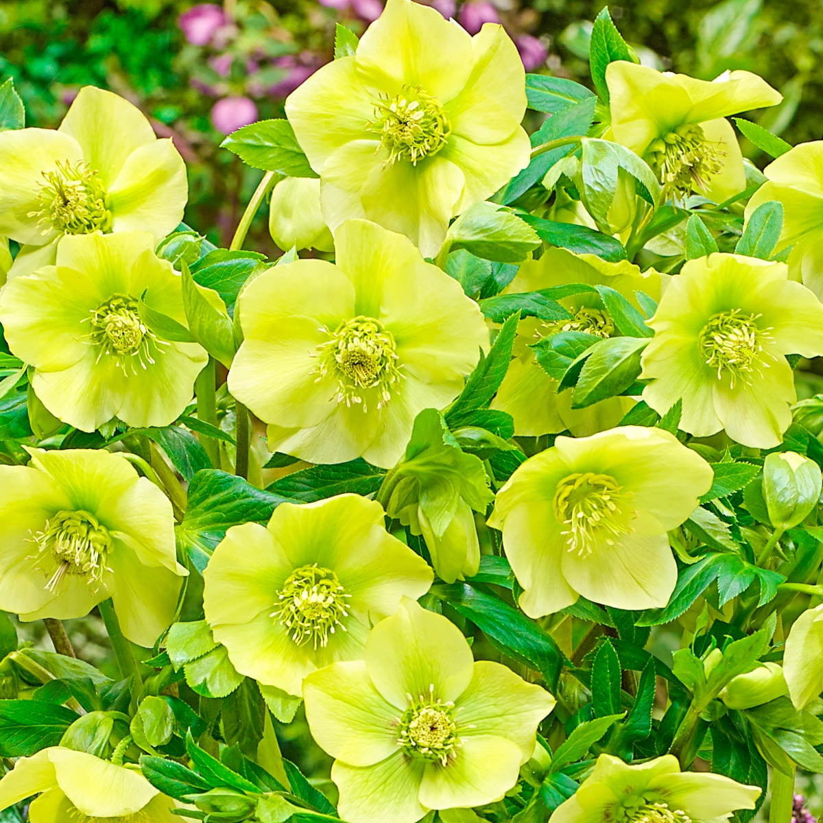 Direct Gardening Searchlight Lenten Rose Hellebore Yellow Flowering ...